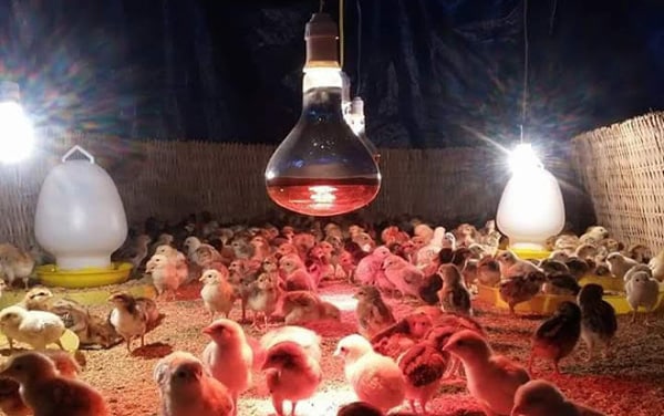 Những Lưu ý Khi Sử Dụng đèn Sưởi Hồng Ngoại Trong Chăn Nuôi