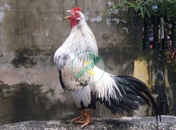 Tìm Hiểu Về Gà Tre Và Những Giống Gà Tre Phổ Biến Hiện Nay