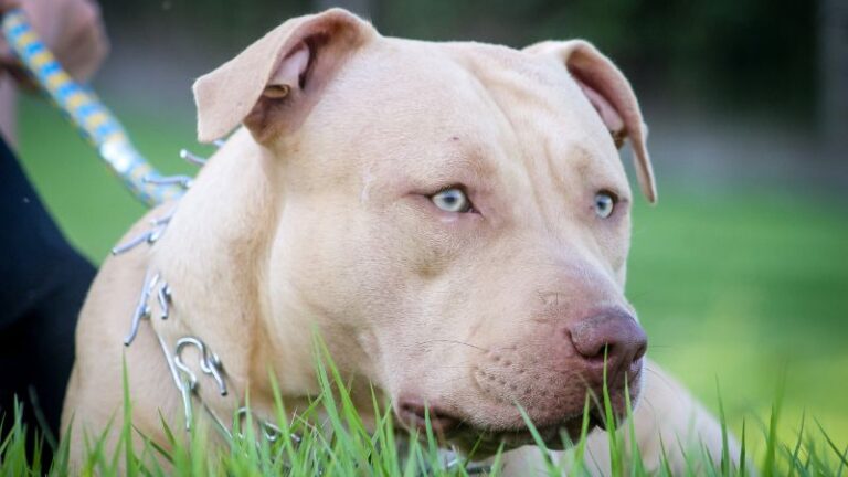 Chó Pitbull: Nguồn Gốc, Phân Loại, đặc điểm Và Cách Nuôi